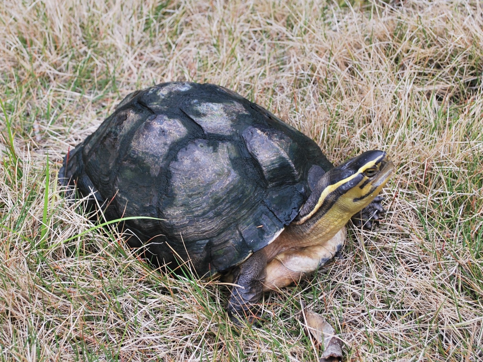 Yuu's Page Again! A Malayan Box Turtle in Japan